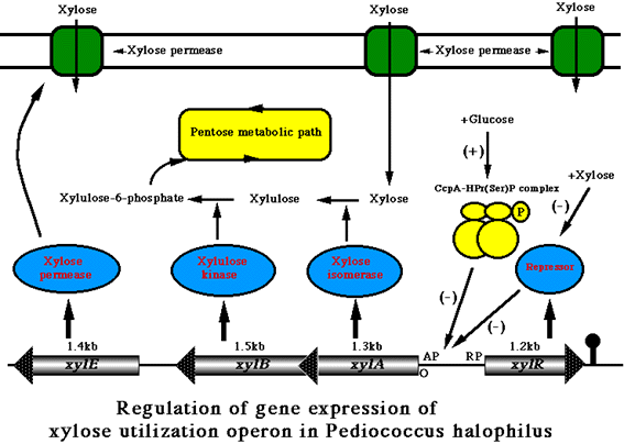Catabolite repression of Pediococcus halophilus